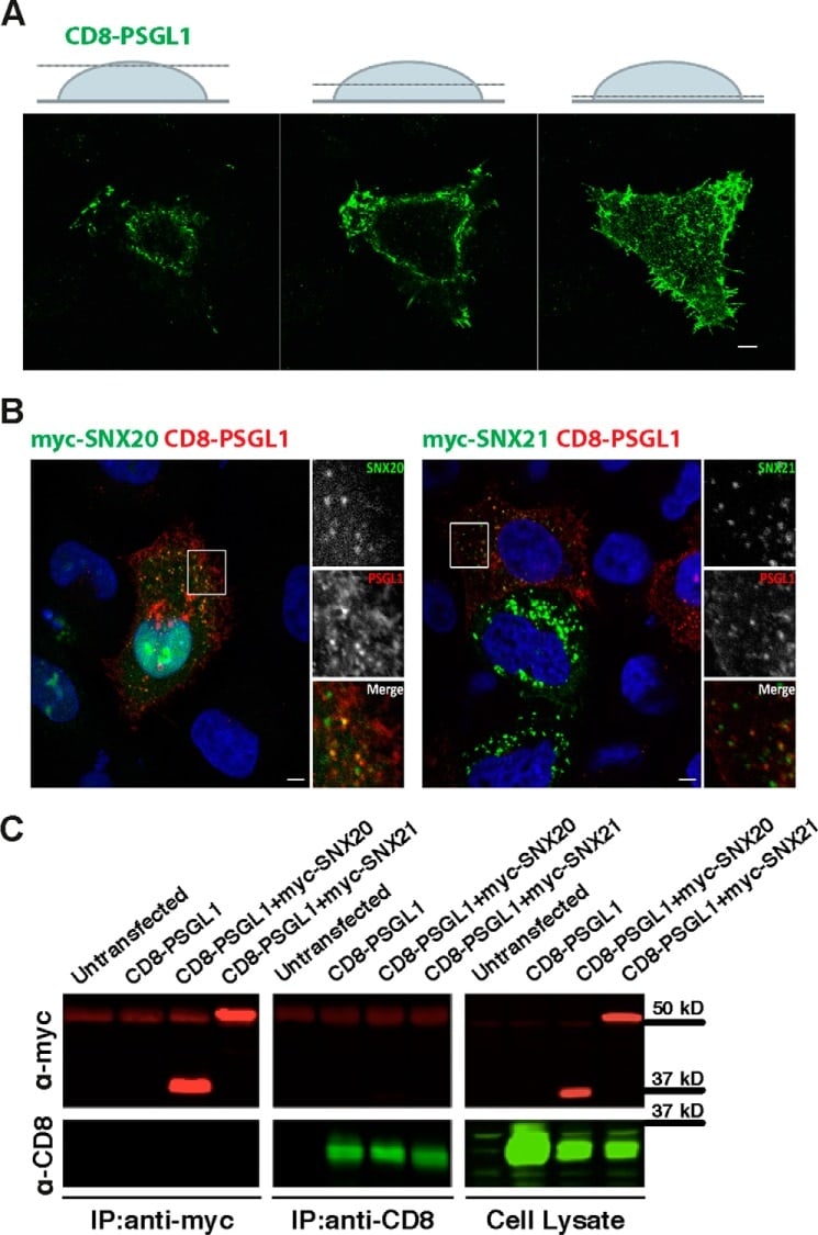CD8a Antibody, Alexa Fluor® 488 (53-0086-42)