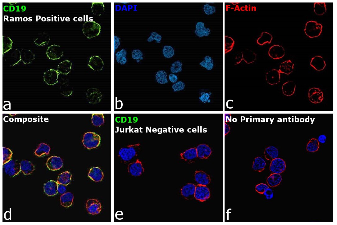 CD19 Antibody (14-0199-82)