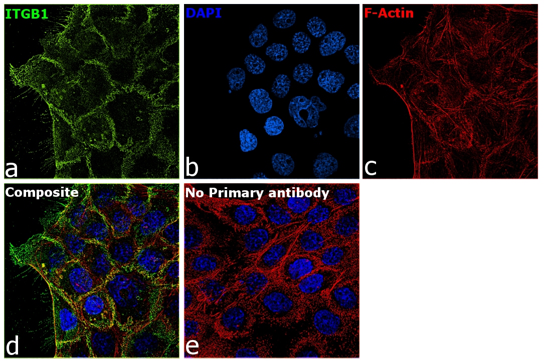 CD29 (Integrin beta 1) Antibody (14-0299-82)