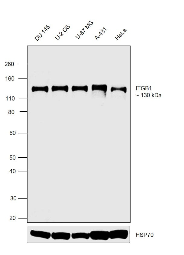 CD29 (Integrin beta 1) Antibody (14-0299-82)