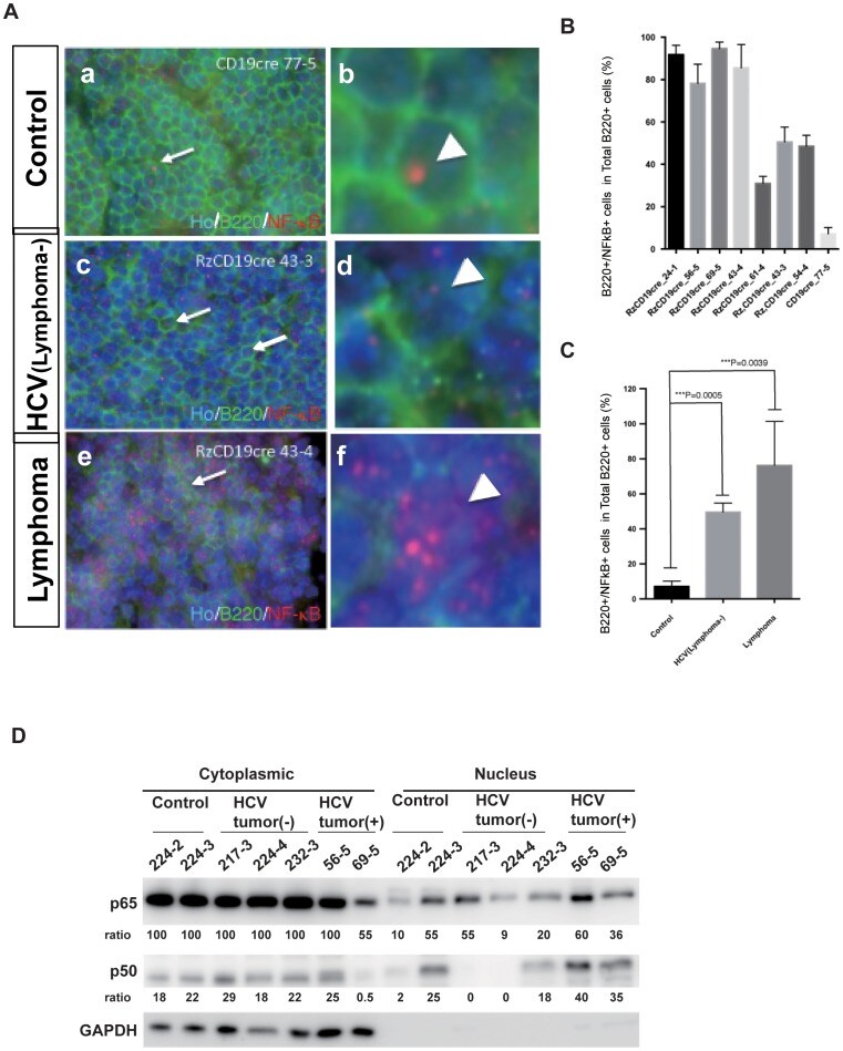 CD45R (B220) Antibody (14-0452-82)