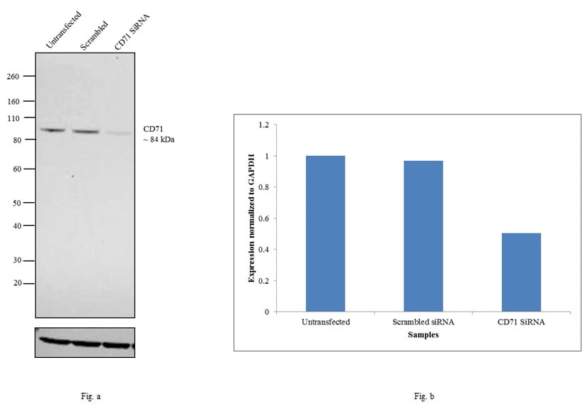 CD71 (Transferrin Receptor) Antibody (14-0719-82)