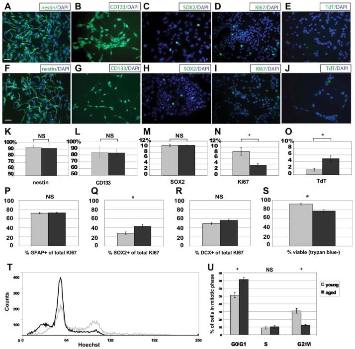 CD133 (Prominin-1) Antibody (14-1331-82)