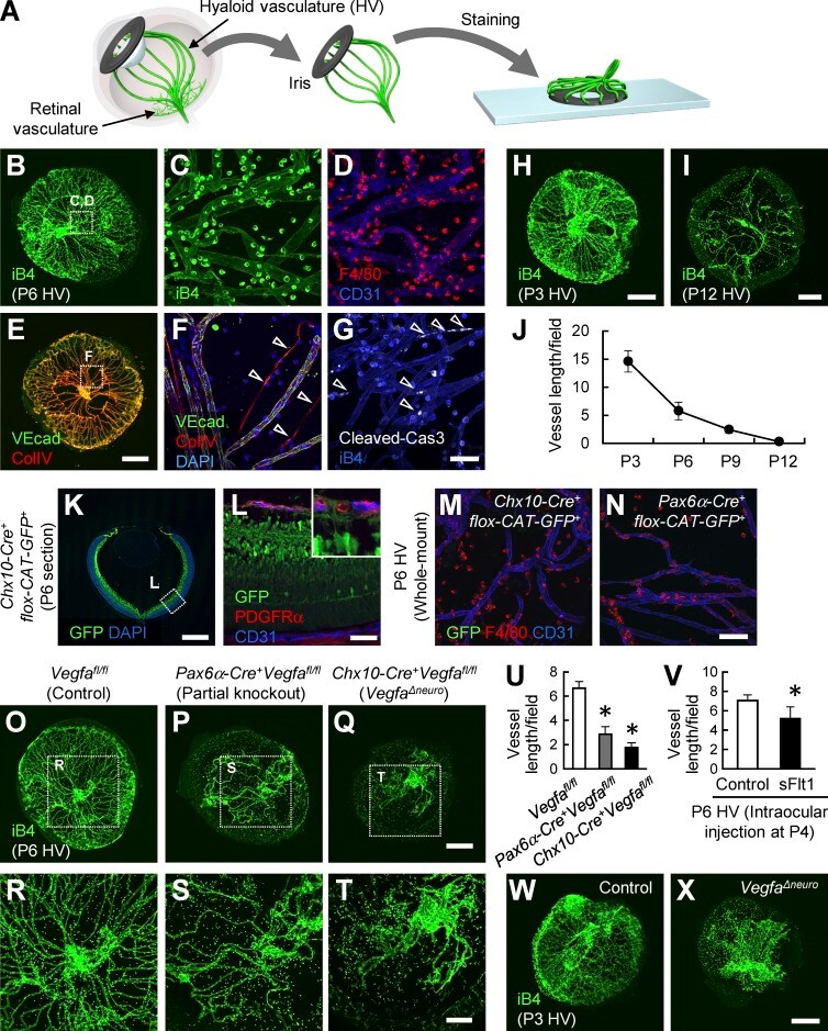 CD140a (PDGFRA) Antibody (14-1401-82)