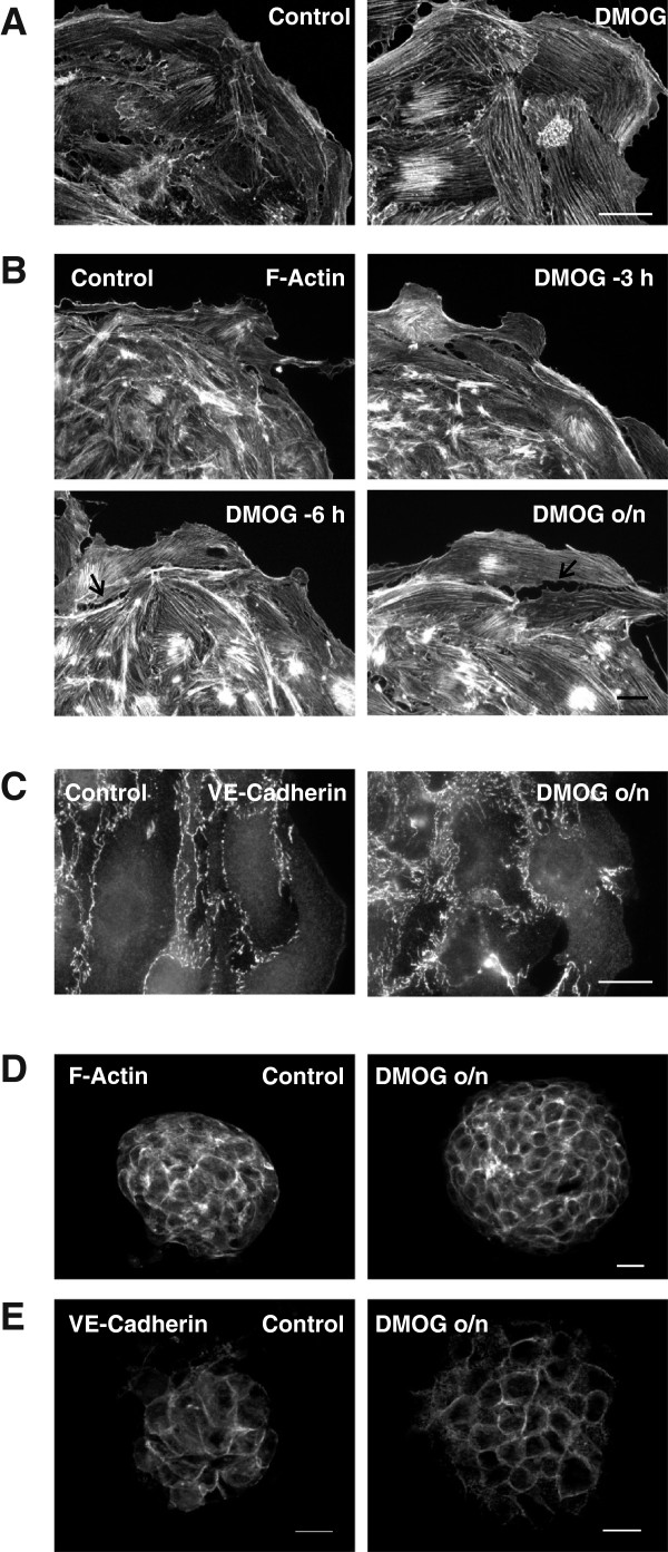 CD144 (VE-cadherin) Antibody (14-1441-82)