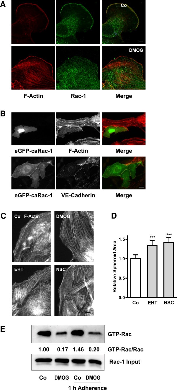 CD144 (VE-cadherin) Antibody (14-1441-82)