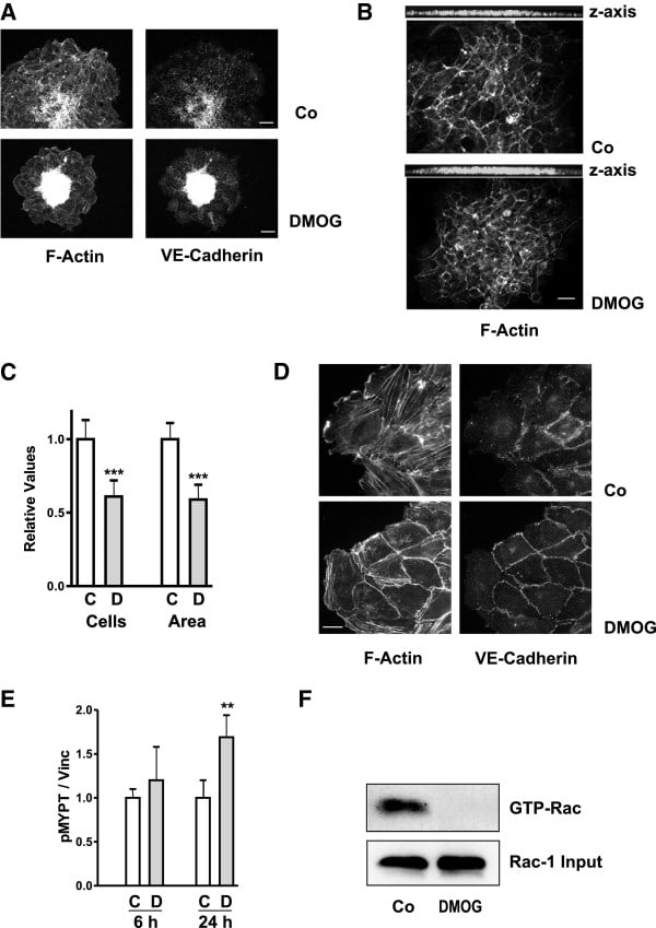 CD144 (VE-cadherin) Antibody (14-1441-82)