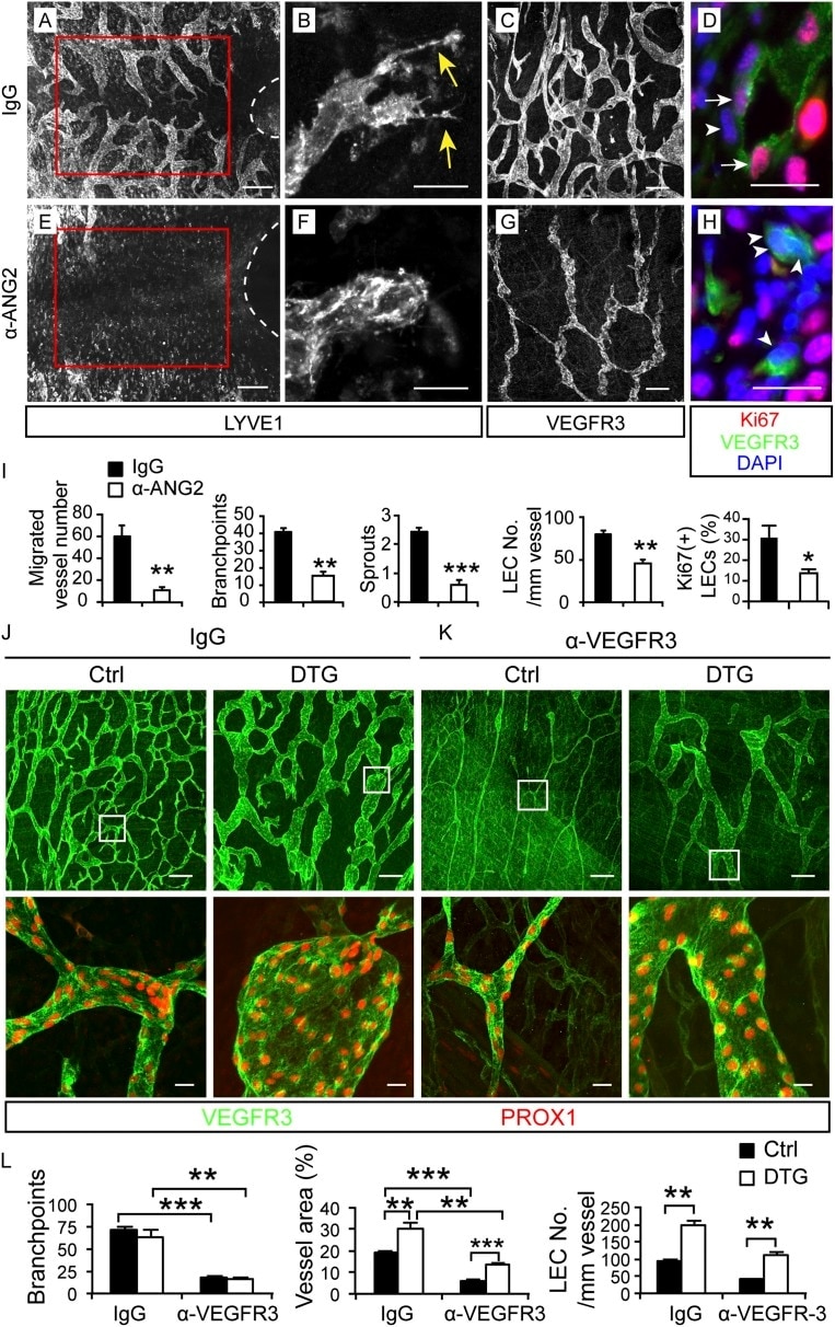 CD144 (VE-cadherin) Antibody (14-1441-82)