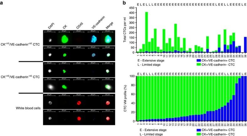CD144 (VE-cadherin) Antibody, Alexa Fluor™ 488 (53-1449-42)