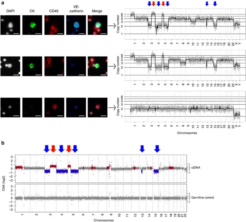 CD144 (VE-cadherin) Antibody, Alexa Fluor™ 488 (53-1449-42)