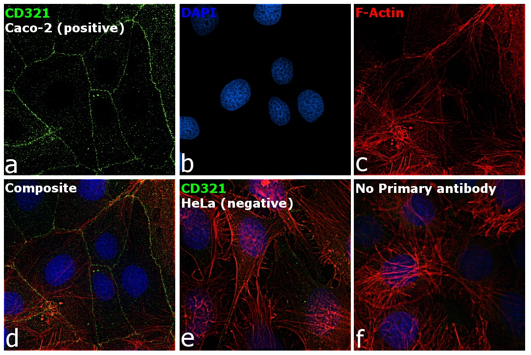 CD321 (F11R) Antibody (14-3219-82)