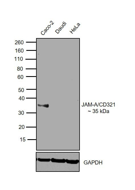 CD321 (F11R) Antibody (14-3219-82)