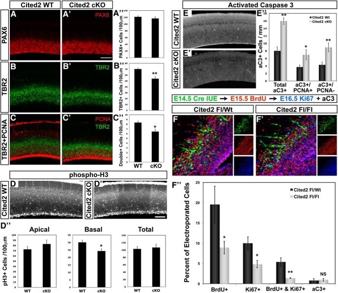 EOMES Antibody (14-4875-82)
