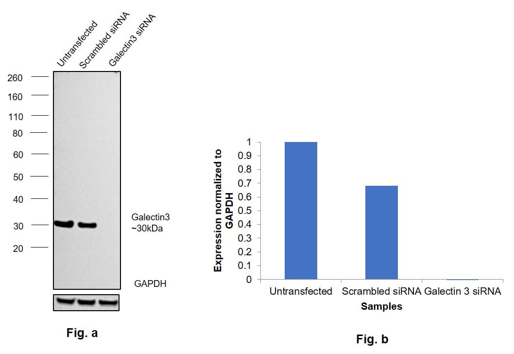 Galectin 3 Antibody (14-5301-82)