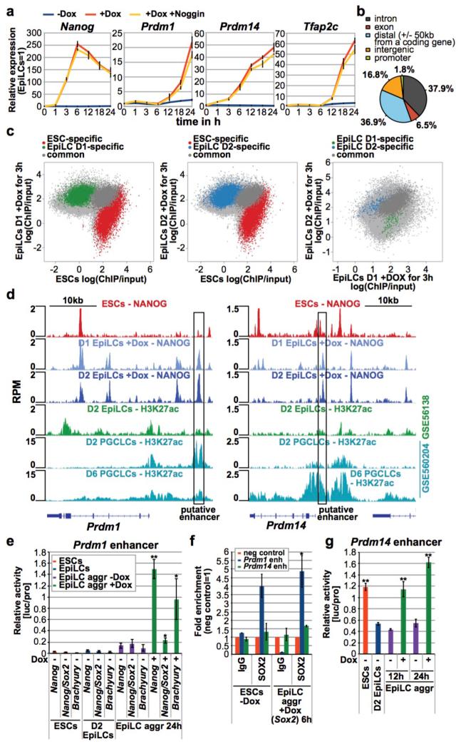 Blimp-1 Antibody (14-5963-82)