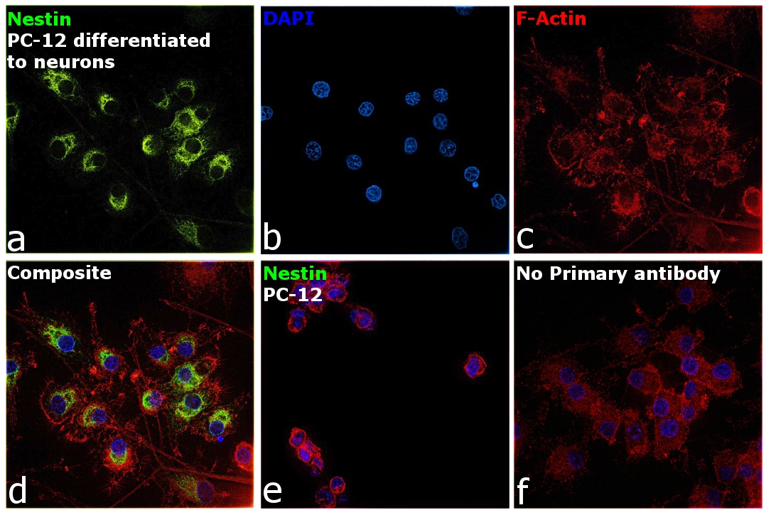 Nestin Antibody (14-5843-82)
