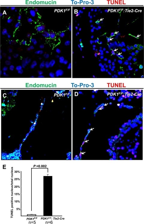 Endomucin Antibody (14-5851-82)
