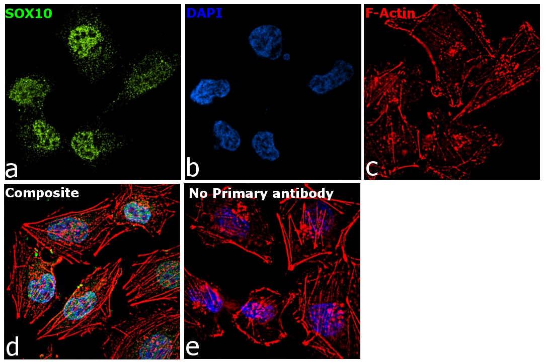 SOX10 Antibody (14-5923-82)