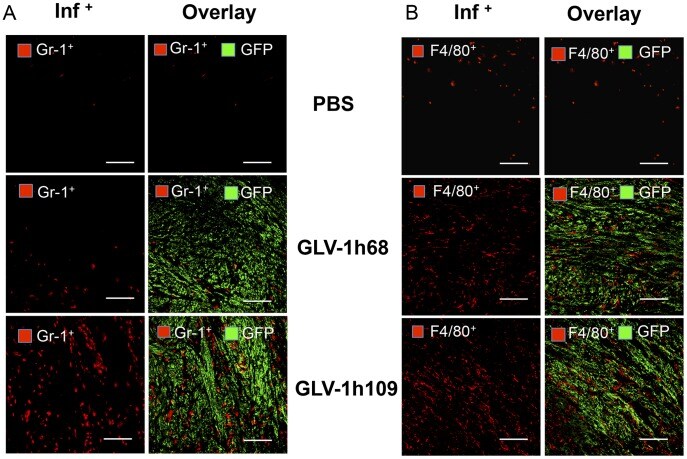 Ly-6G/Ly-6C Antibody (14-5931-82)