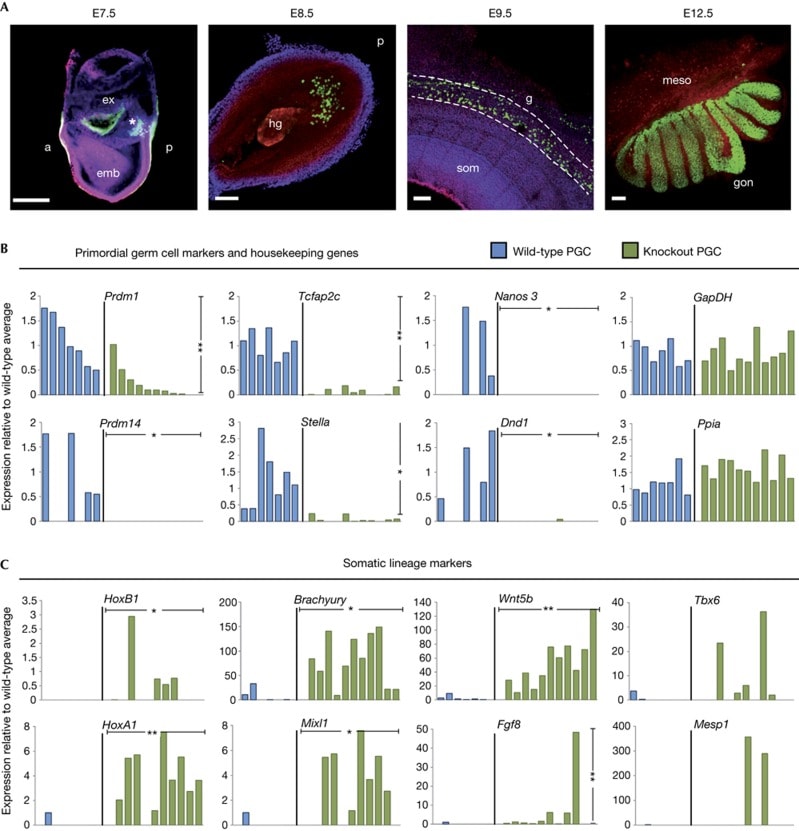 Blimp-1 Antibody (14-5963-82)