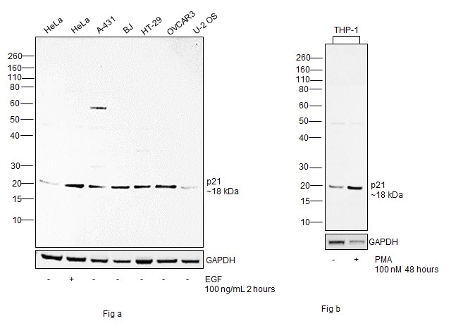 p21 (WAF1, Cip1) Antibody (14-6715-81)