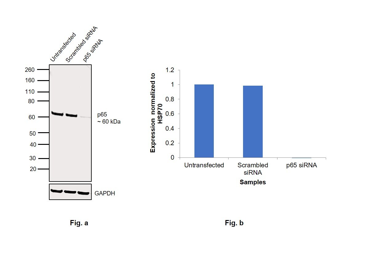 NFkB p65 Antibody (14-6731-81)