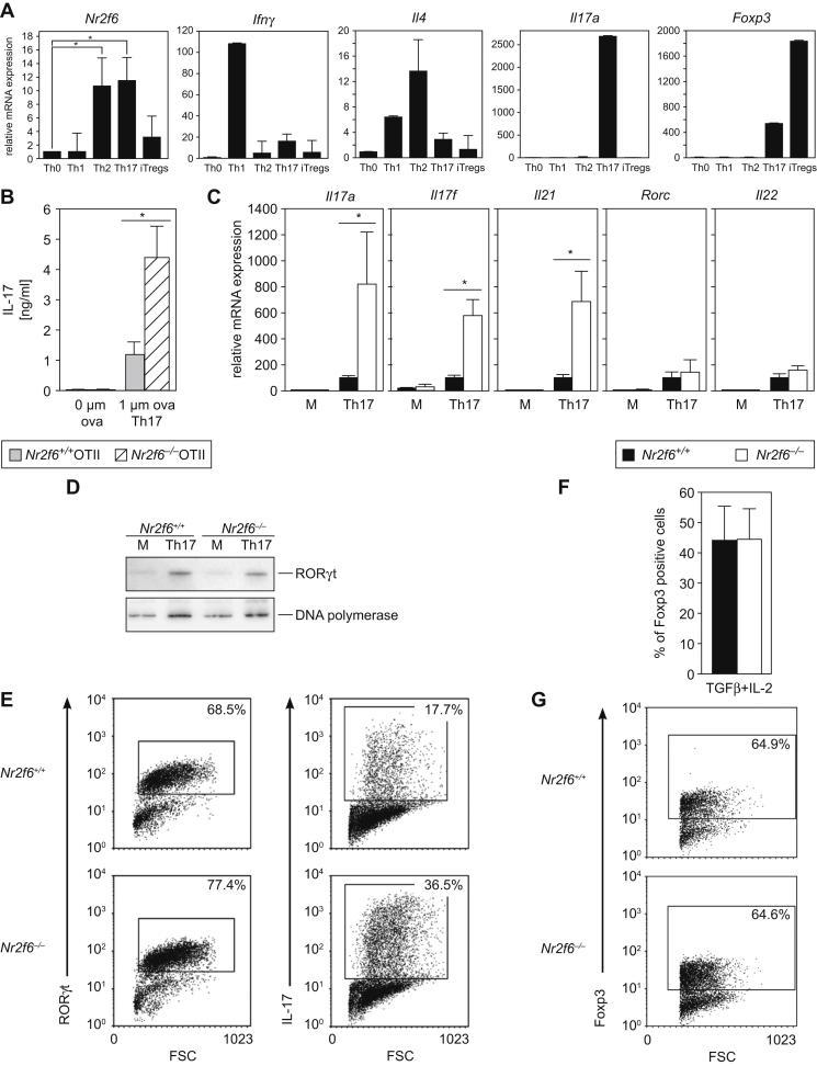 ROR gamma (t) Antibody (14-6981-82)