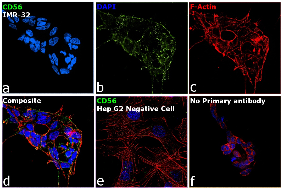 PSA-NCAM Antibody (14-9118-82)