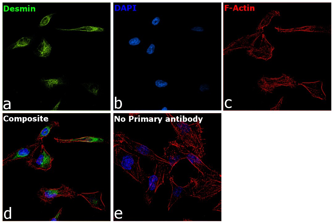 Desmin Antibody (14-9747-82)