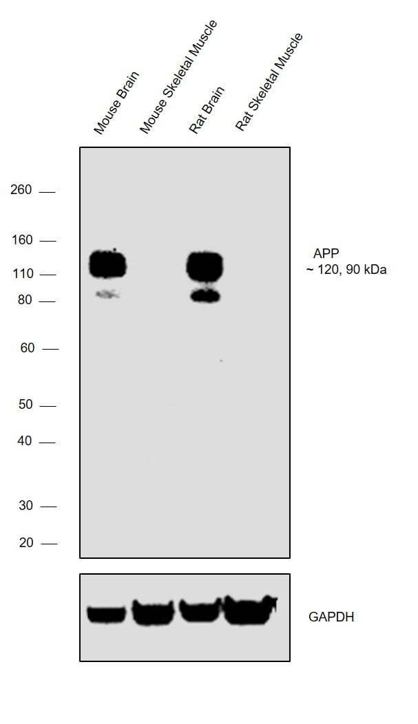 App Amyloid Precursor Protein Antibody 14 9749 82