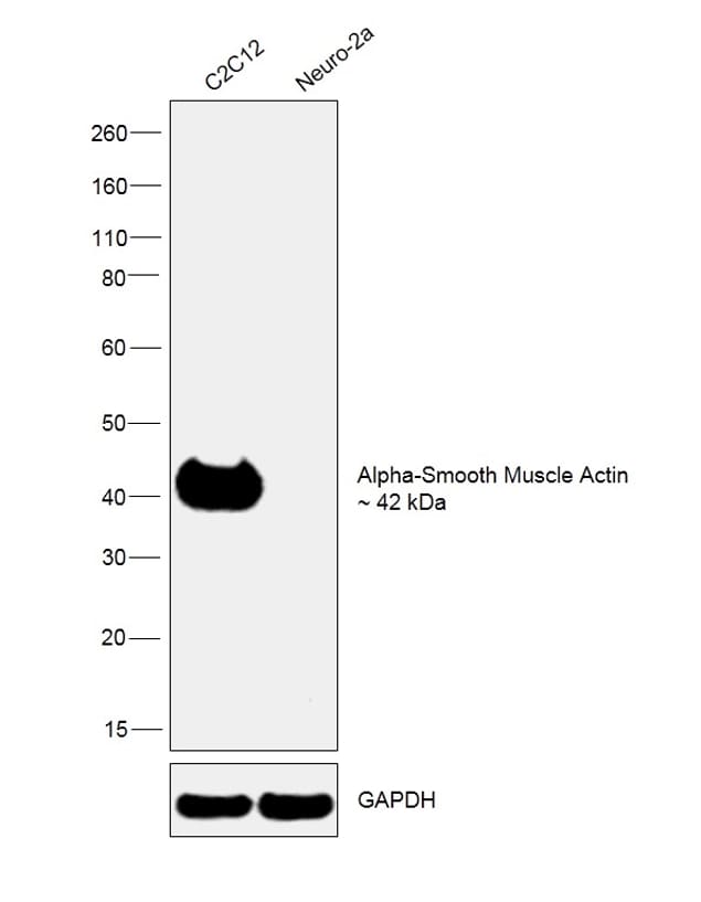 Alpha-Smooth Muscle Actin Antibody (14-9760-82)