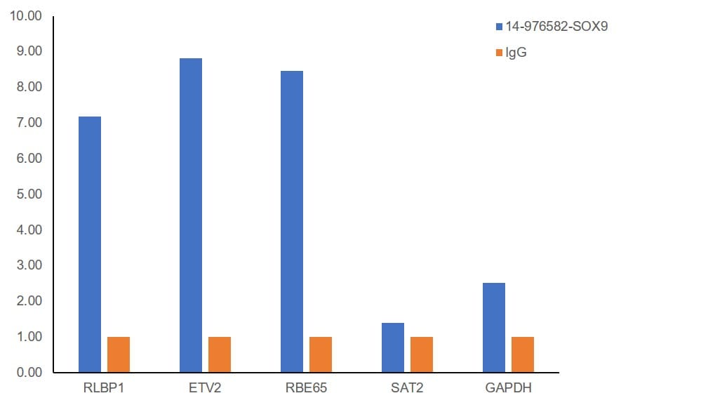 SOX9 Antibody (14-9765-82)
