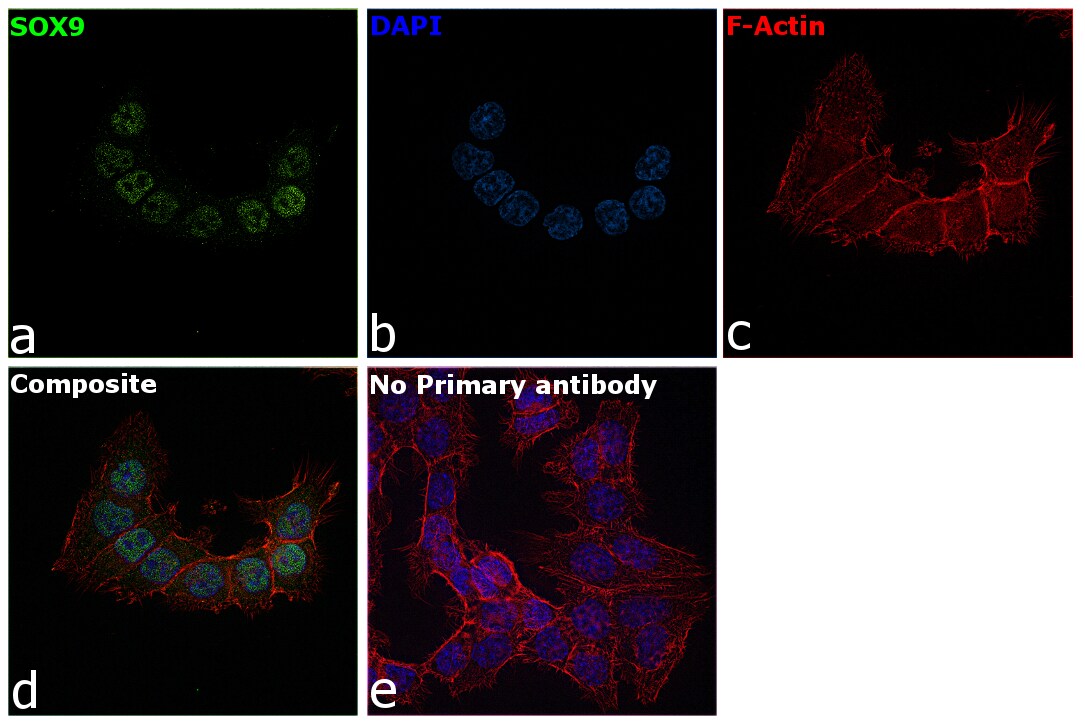 SOX9 Antibody (14-9765-82)