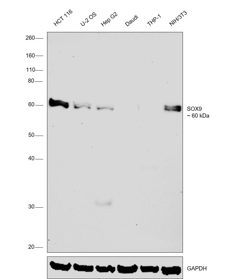 SOX9 Antibody (14-9765-82)