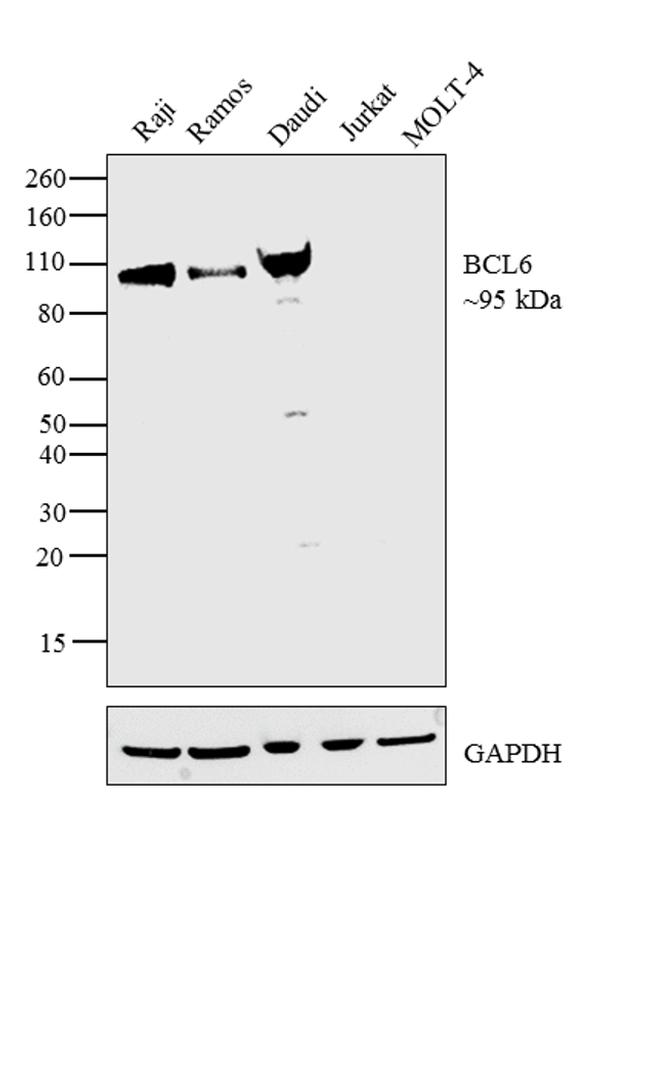 BCL6 Antibody (14-9887-82)