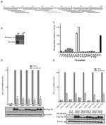 Anti-Biotin Antibodies | Invitrogen