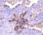 Anti-CD63 Antibodies | Invitrogen