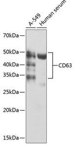Anti-CD63 Antibodies | Invitrogen