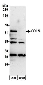 Anti-Occludin Antibodies | Invitrogen
