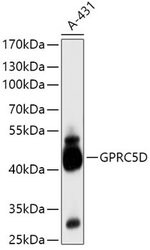 Anti-gprc5d Antibodies | Invitrogen