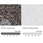 Anti-CD3 zeta (CD247) Antibodies | Invitrogen