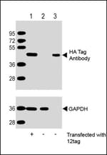 Anti-HA Tag Antibodies | Invitrogen