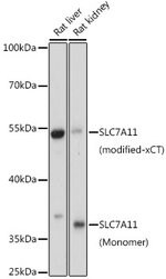 Anti-slc7a11 Antibodies | Invitrogen