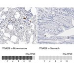 Anti-CD41 Antibodies | Invitrogen