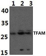 Anti-TFAM Antibodies | Invitrogen