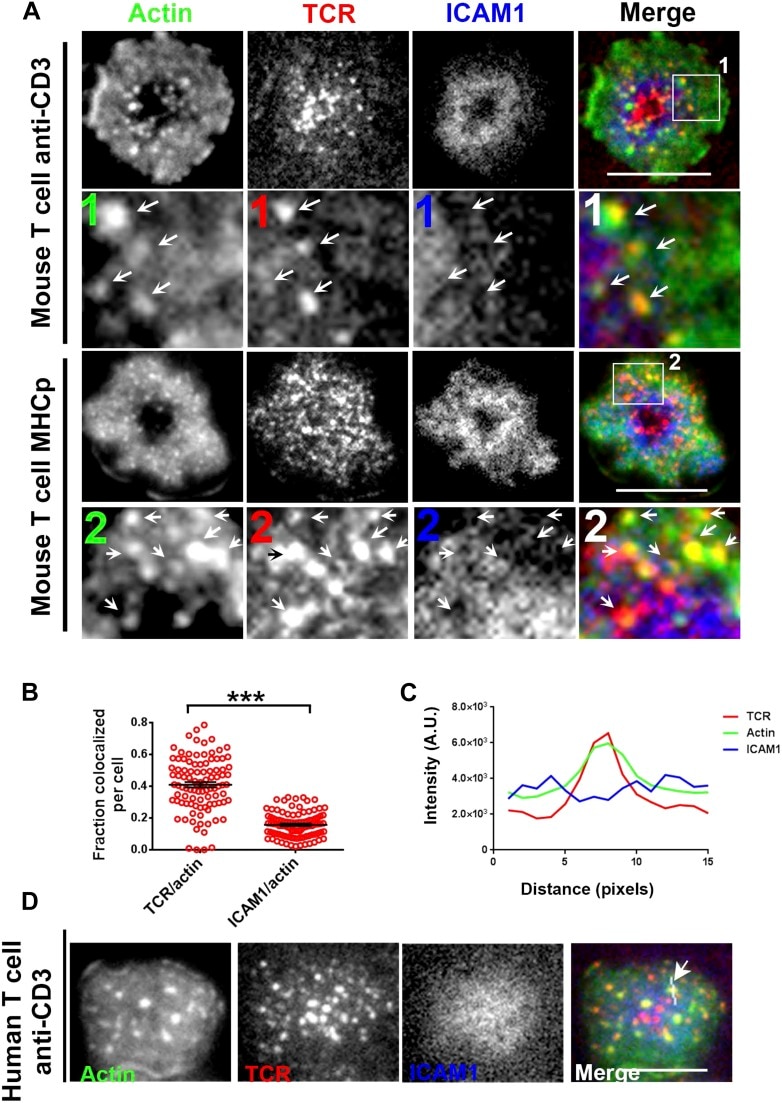 CD3 Antibody, Alexa Fluor™ 700 (56-0037-42)