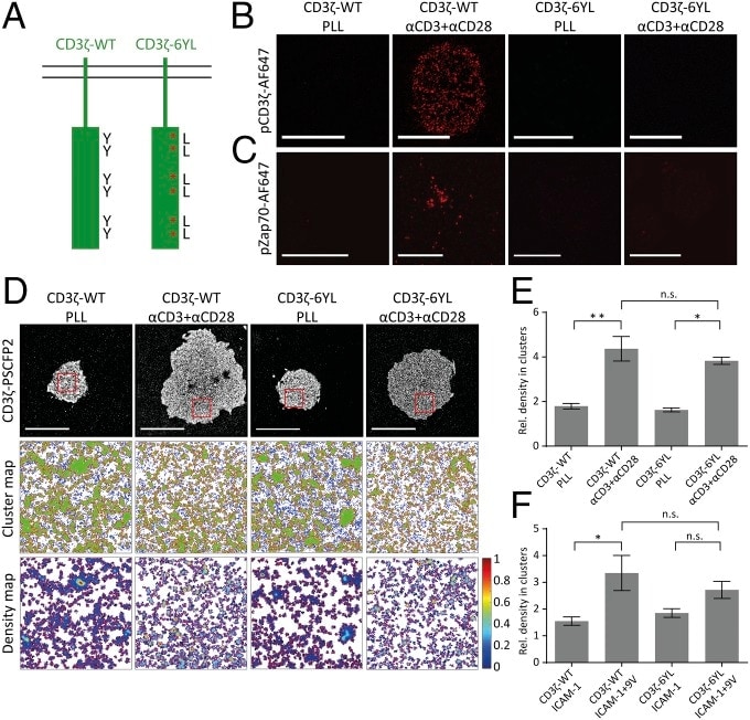 CD3 Antibody, Super Bright™ 600 (63-0037-42)