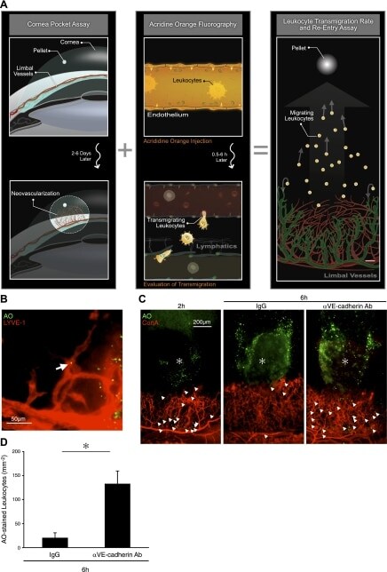 CD144 (VE-cadherin) Antibody (14-1441-82)