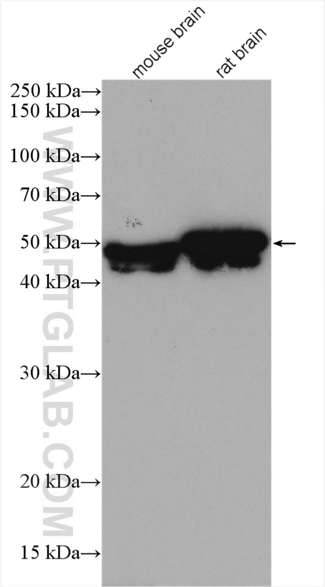 GFAP Antibody (16825-1-AP)