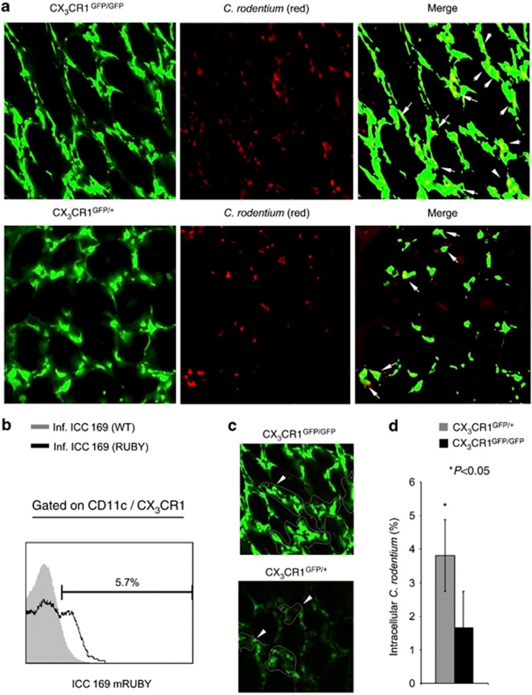 CD11c Antibody, eFluor® 615 (42-0114-82)